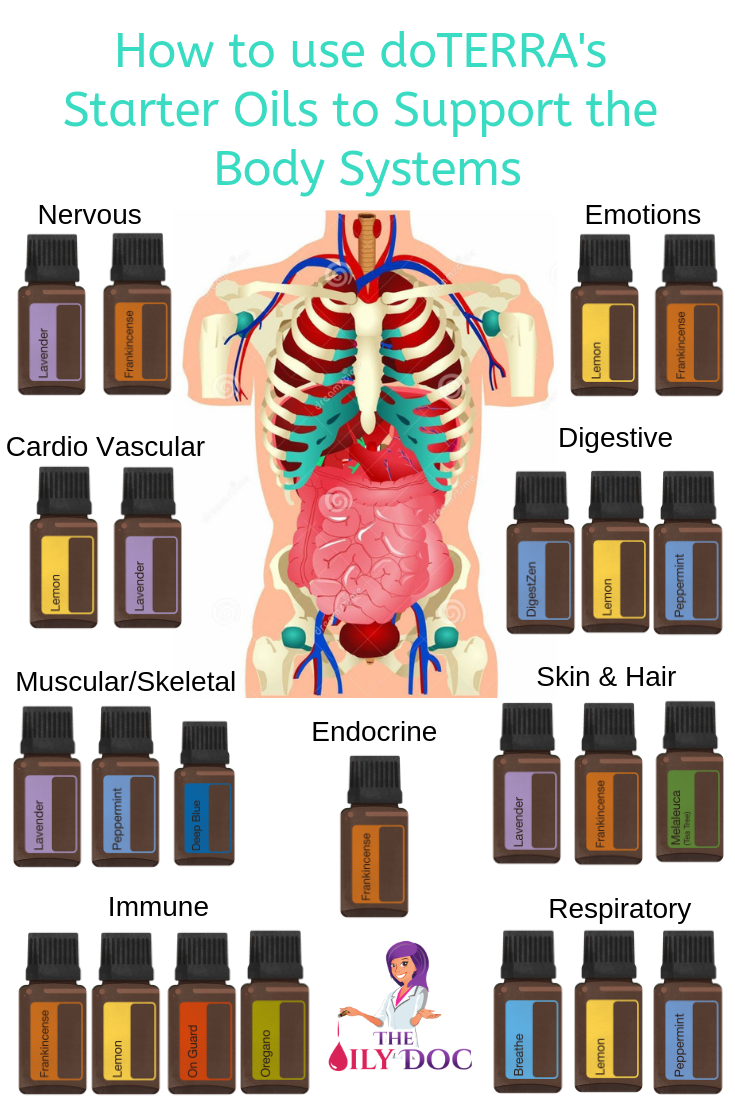 Supporting the Body Systems
